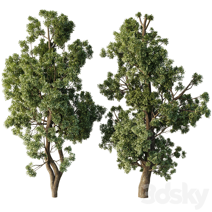 Broadleaf Tree Set 12 corona - Tree - 3D model