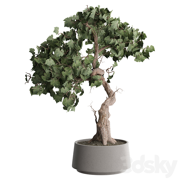 Grape bonsai indoor Plant 667 - Indoor - 3D model
