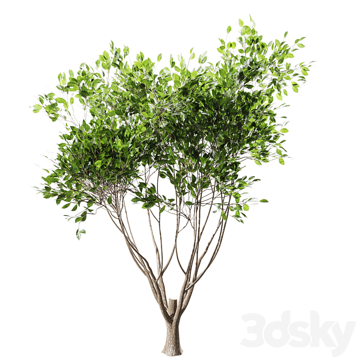 Realistic 3D Green Tree Model Shrub 002 - Tree - 3D model