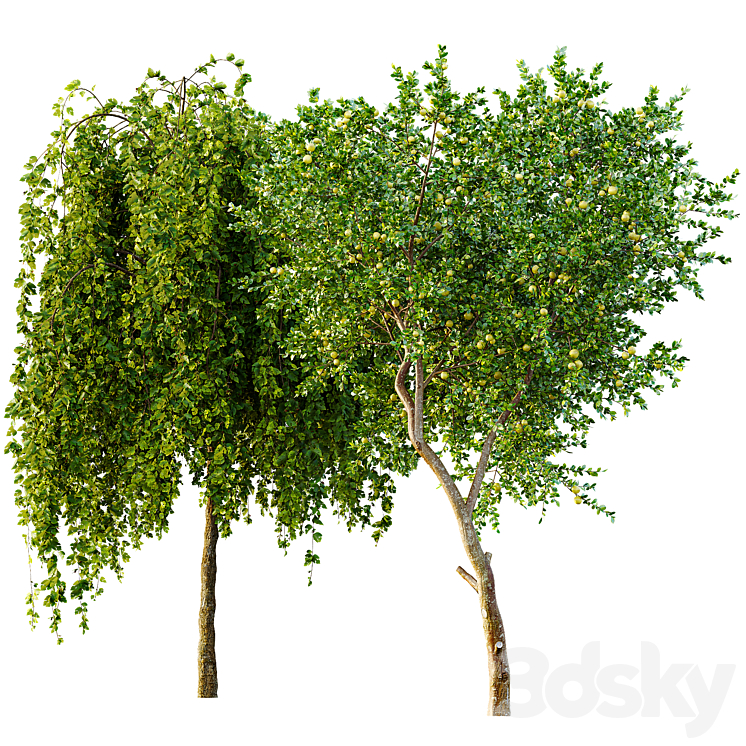 AV Fruit tree lemon and Weeping Mulberry Bagged Ornamental Chaparral ...