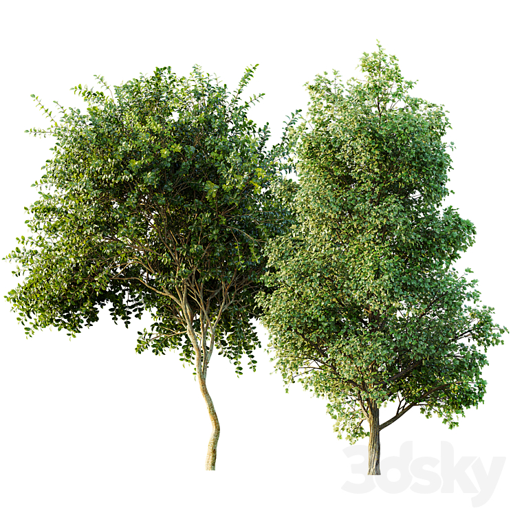 AV Tulip poplar and Joy Perfume Orange Michelia Champaca - Tree - 3D model