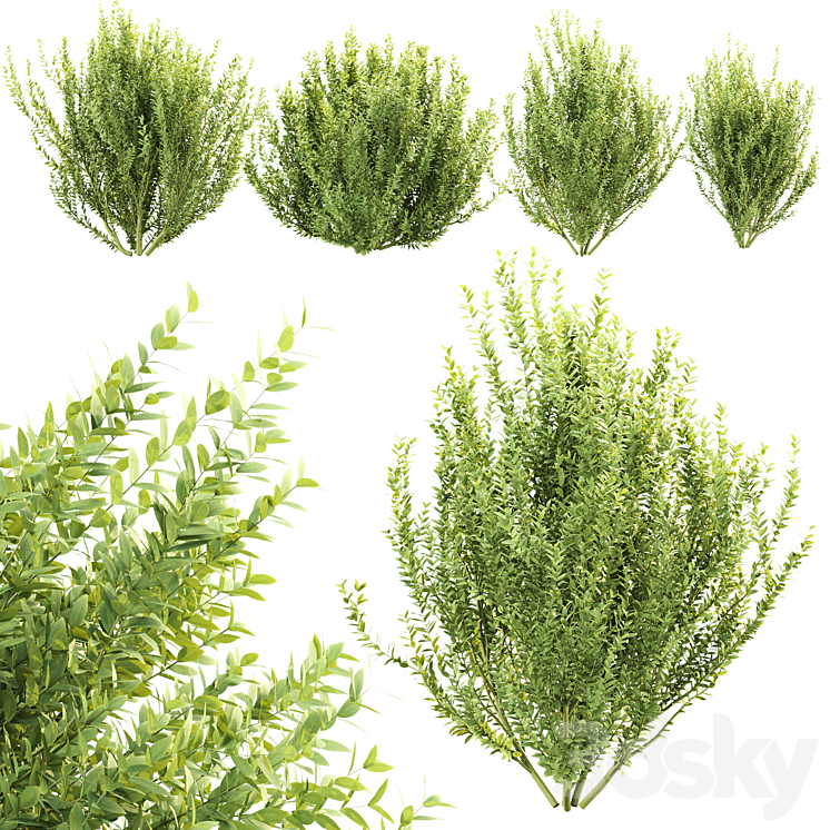Laurel Bush Collection Vol 305 - Bush - 3D model