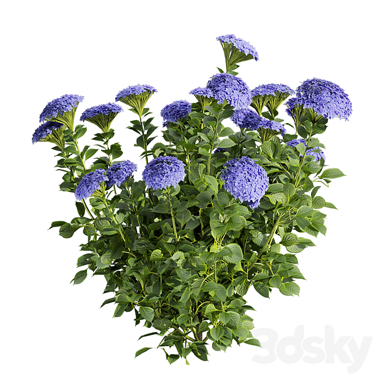 plant vol 683 - shurb - Hydrangea - Macrophylla - Bush - 3D model