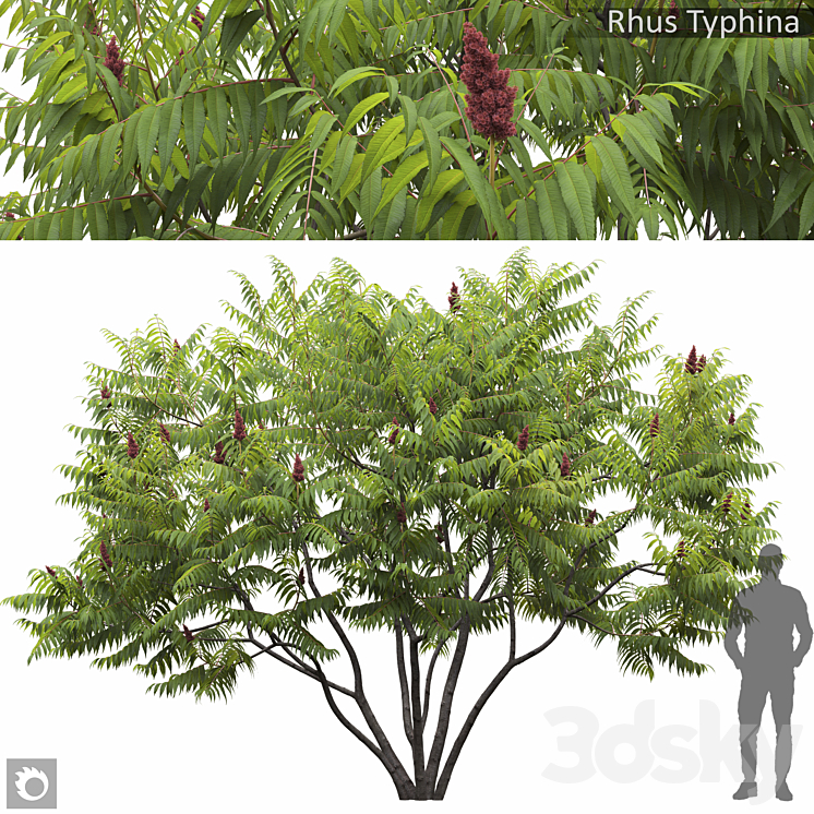 Rhus Typhina - Tree - 3D model