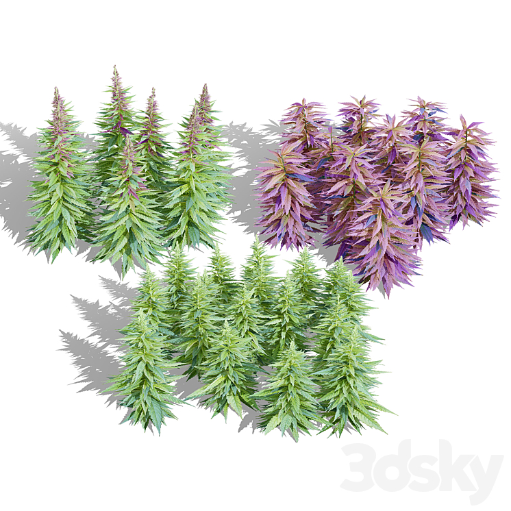 British Hemp Flowers 3D Model - Outdoor - 3D model
