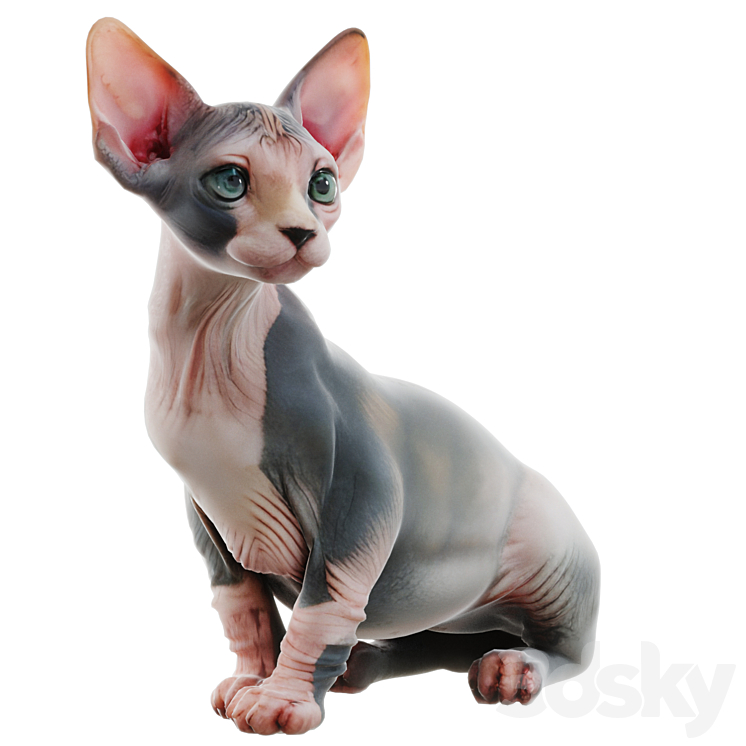 Realistic sphynx cat - Creature - 3D model