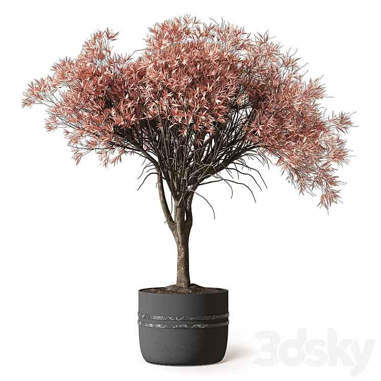 Indoor Plants Tree Shrub 347 - Indoor - 3D model