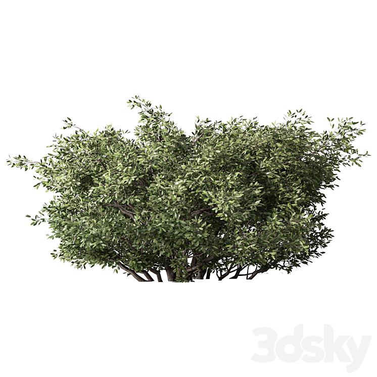 Bush Plant Set.47 - Bush - 3D model