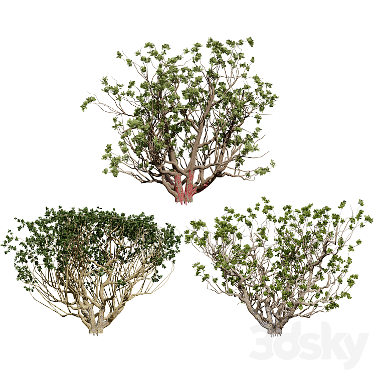 Arabian Boswellia Sacra Luban Tree - Tree - 3D model