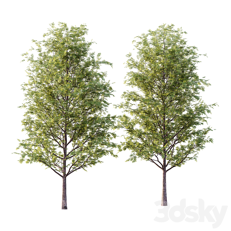 Rowan tree 01 - Tree - 3D model