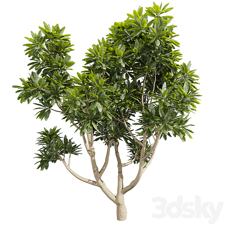 plant vol 773 - plumeria - obtusa - tree - Tree - 3D model