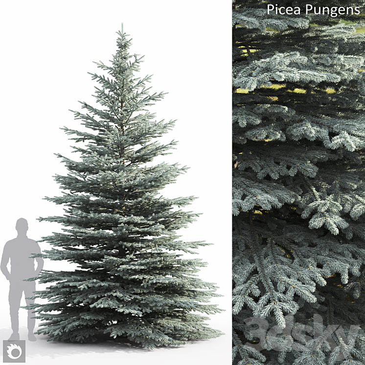 Picea Pungens - Tree - 3D model