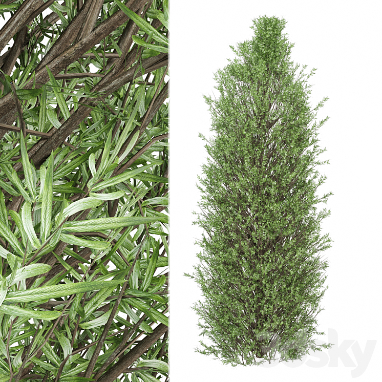 Tree Plants Collection 2380 - Tree - 3D model