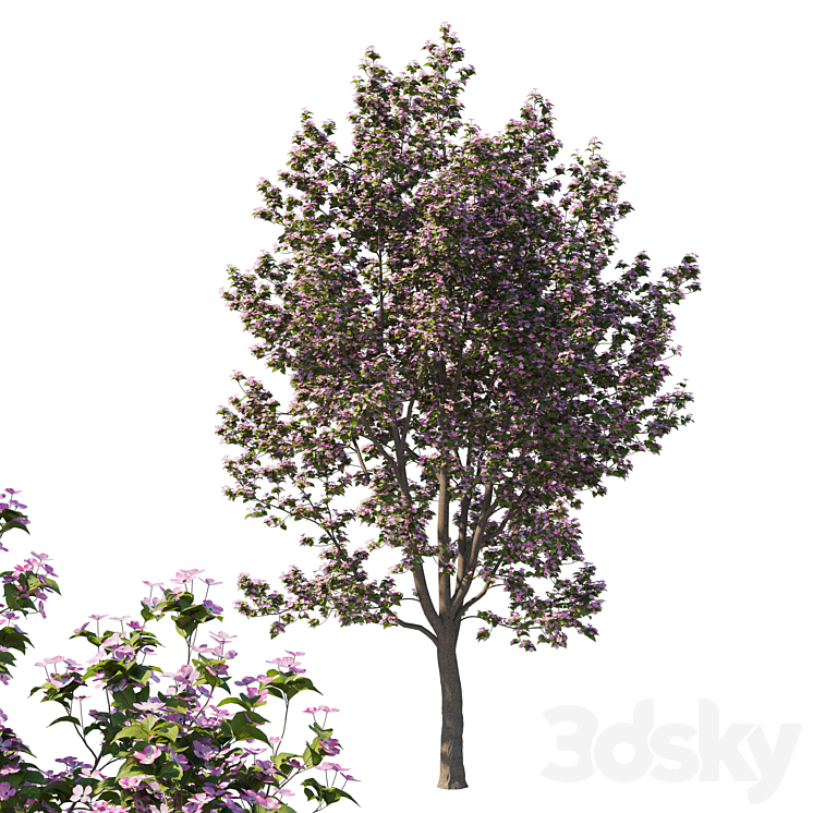 Cornus florida tree - Tree - 3D model