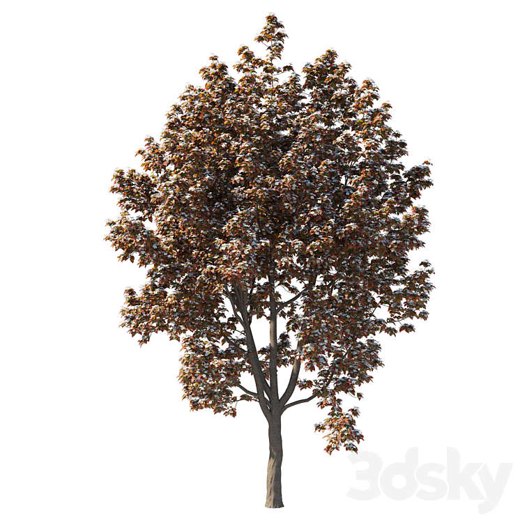 Cornus florida tree 04 - Tree - 3D model