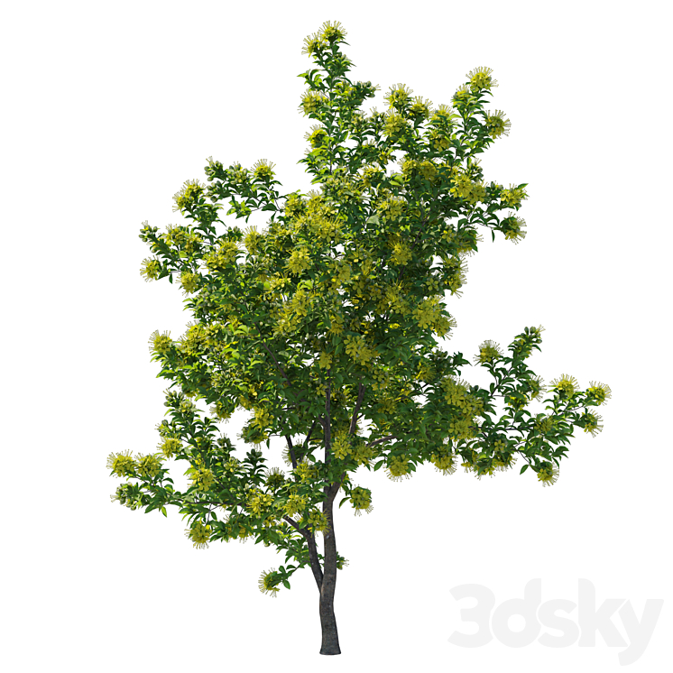 Xanthostemon chrysanthus tree 03 - Tree - 3D model