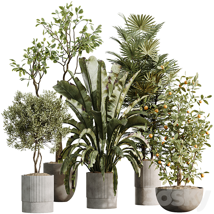 AV Indoor Plants Set 500 Lady Palm and Ravenala Banana and Ficus ...