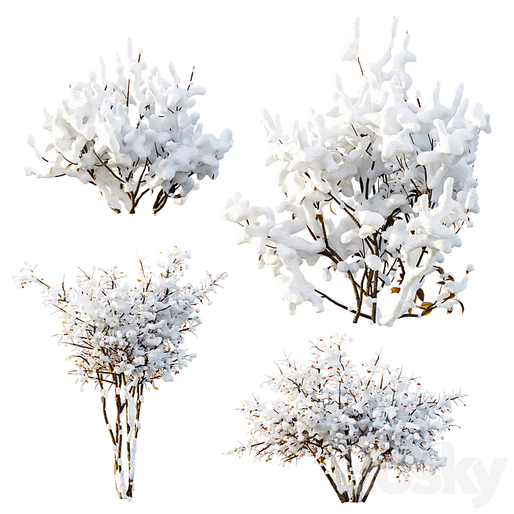 AV Winter Plant Snow bush small and Snow Kapebonavista Pachystachys ...
