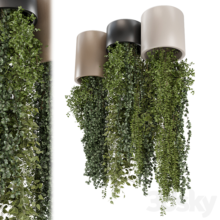 Indoor Hanging Petus Plants_Set 4190 - Indoor - 3D model
