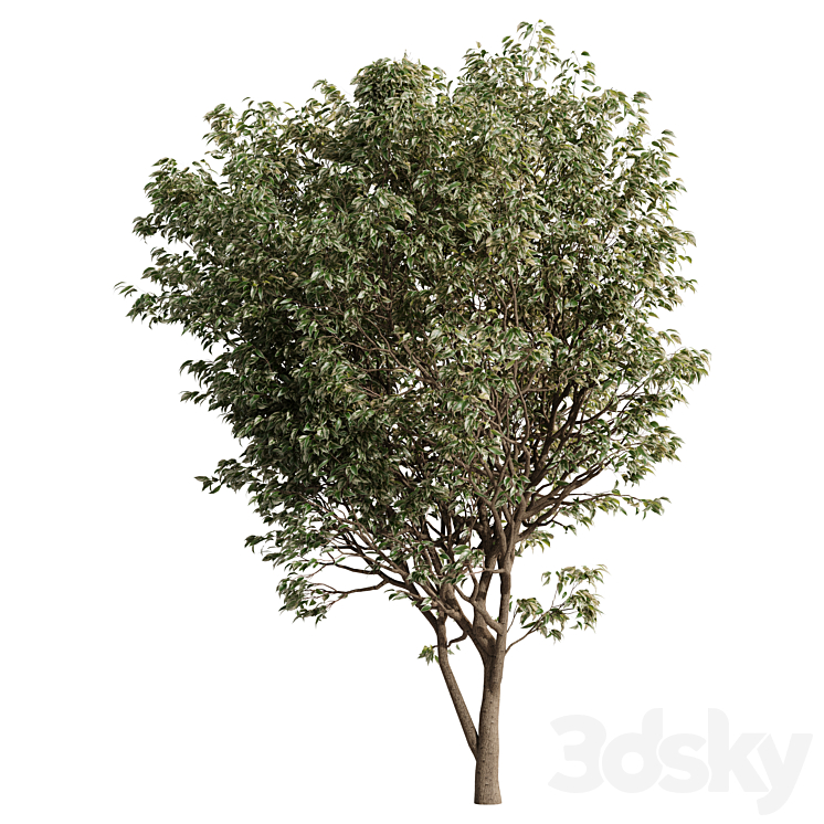 Acer Variegatum Tree Vol 02 - Tree - 3D model