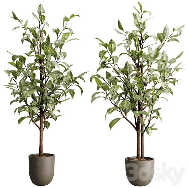 Tree branch bush in a concrete pot - Indoor plant 756 - Indoor - 3D model