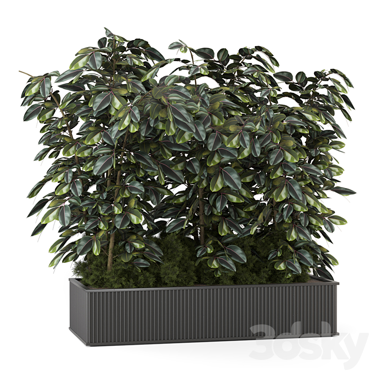 Ficus Plant Black Metal Pot_Set 4240 - Indoor - 3D model