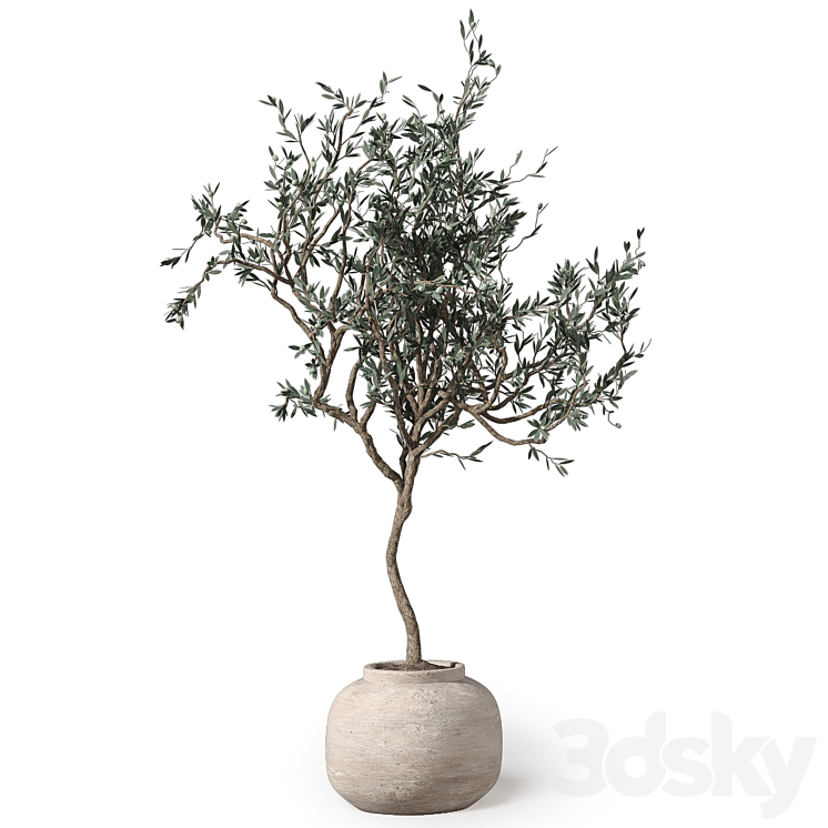 Indoor Plant Olive Shrub Bonsai 415 - Indoor - 3D model