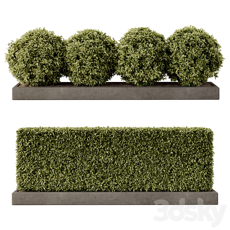 Boxwood Hedges – Low Form Set Vol 02 - Bush - 3D model