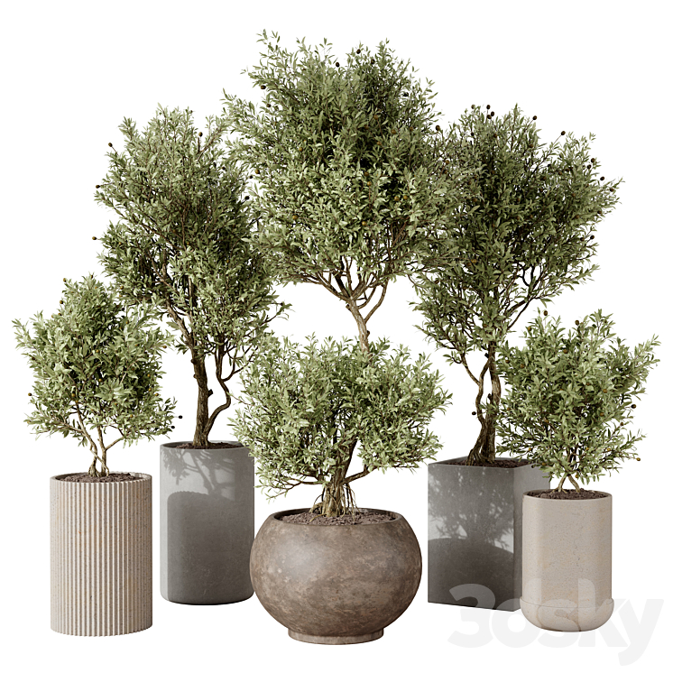 Potted Olive Tree Variations Pack - Indoor - 3D model