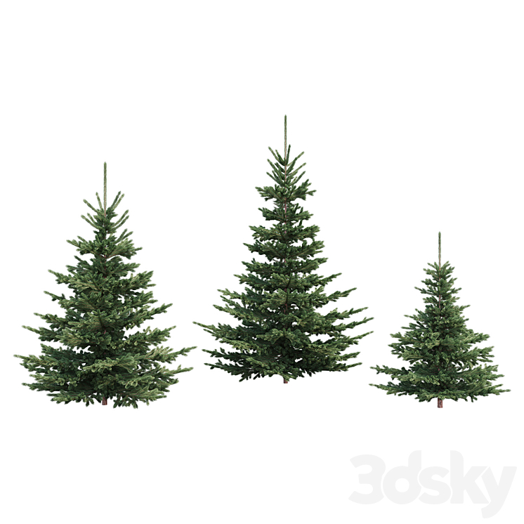 Spruce - Tree - 3D model