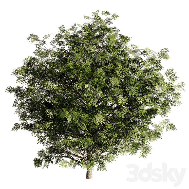 Tree 01 - Tree - 3D model