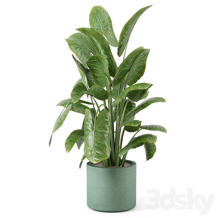 Big Leaf Alocasia Gageana Plant_Set 4556 - Indoor - 3D model