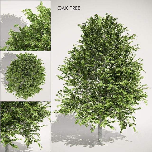 Oak Tree 3D Max - 3DMAXTER