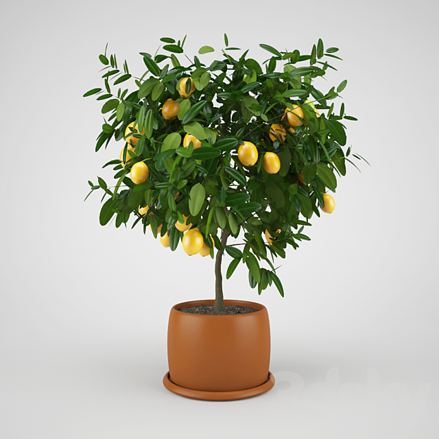 Lemon tree 3D Max - 3DMAXTER