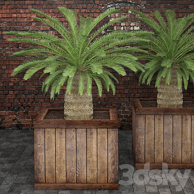 CycasCycas cycas palm tree box outdoor pot flowerpot brick wall 3D Max ...