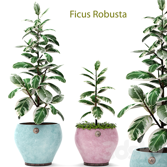 Ficus Robusta set 1. Ficus robusta elastica decorative indoor interior ...