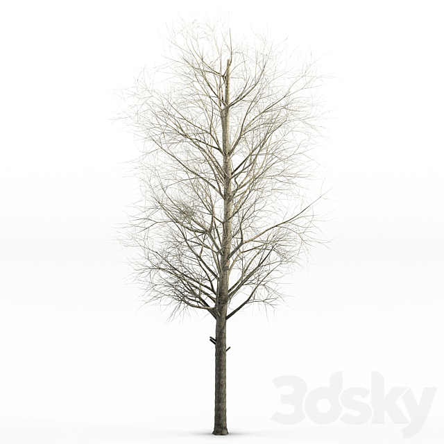 poplar Siberian 3D Max - 3DMAXTER