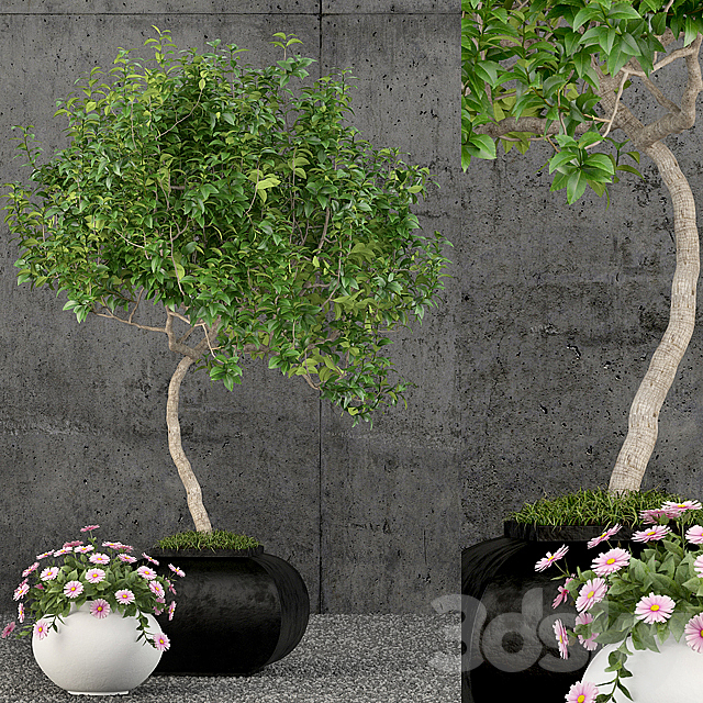 Plants collection 61 3D Max - 3DMAXTER