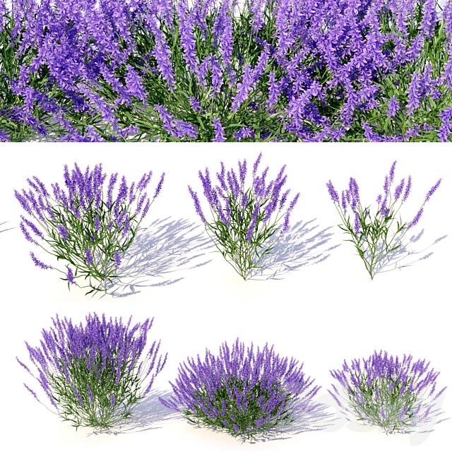 Lavandula 3D Max - 3DMAXTER