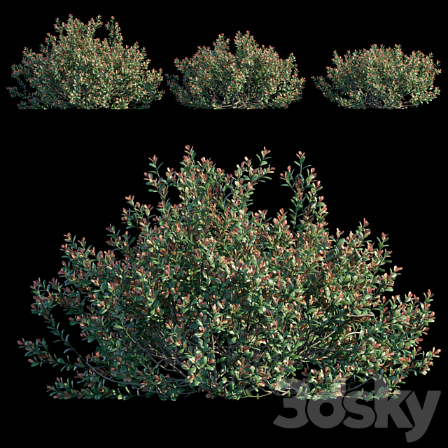 Ilex Crenata 3D Max - 3DMAXTER