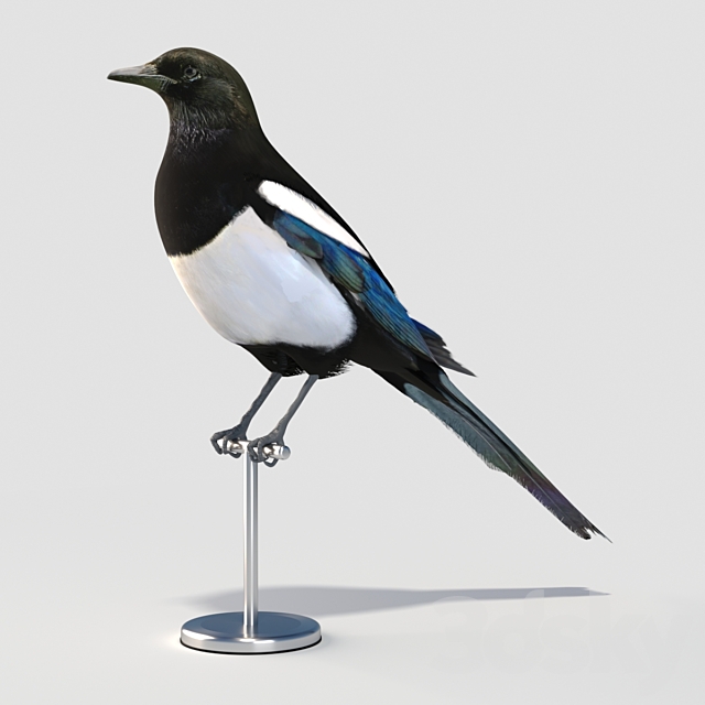 Eurasian (Common) Magpie 3D Max - 3D Max Master