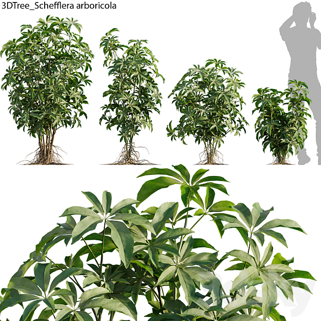 Schefflera arboricola 01 3D Max - 3DMAXTER