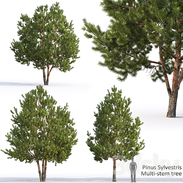 Pine 3D Max - 3DMAXTER
