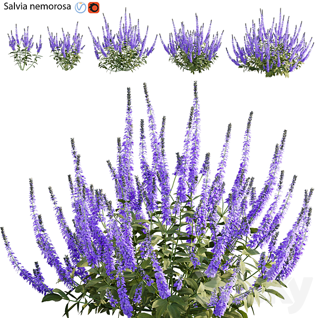 Salvia nemorosa 3D Max - 3DMAXTER