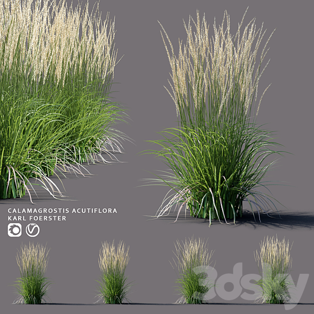 White reed grass | Calamagrostis acutiflora Karl Foerster 3D Max - 3DMAXTER
