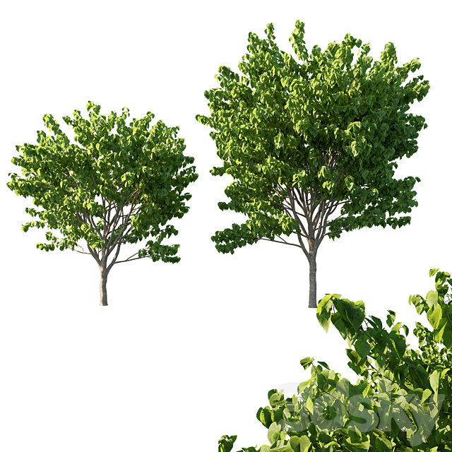 Cercis Canadensis tree 02 3D Max - 3DMAXTER