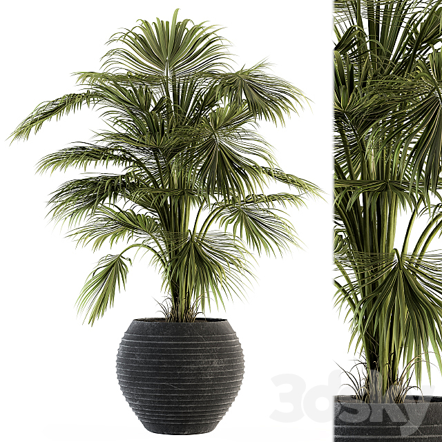 indoor Plant Set 137 - Tropical Plant 3D Max - 3DMAXTER