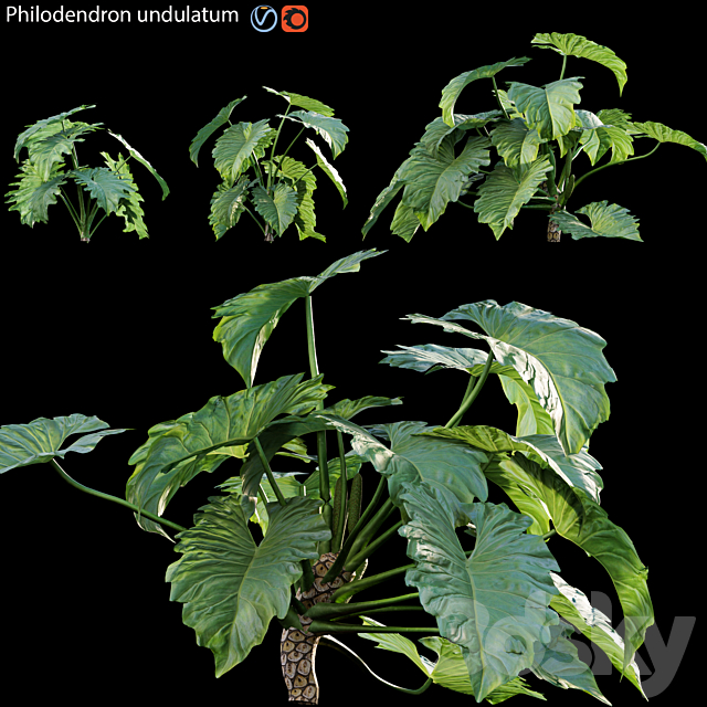 Philodendron undulatum - 01 3D Max - 3DMAXTER