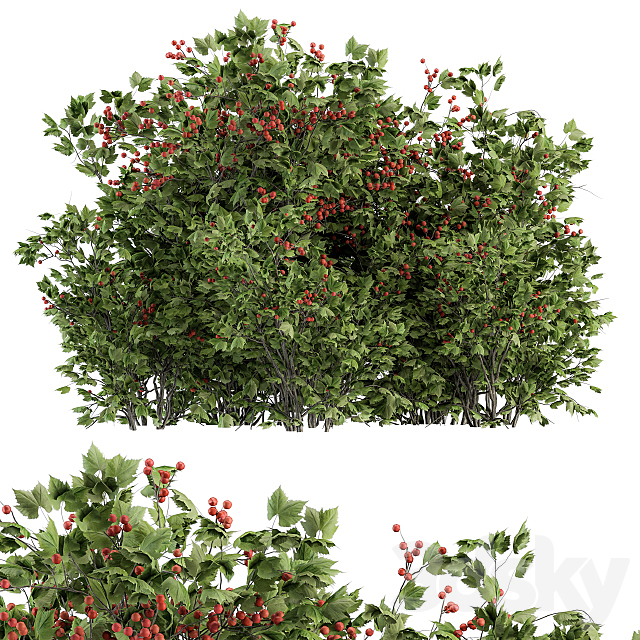 Berry Bush - Bush Set 17 3D Max - 3DMAXTER