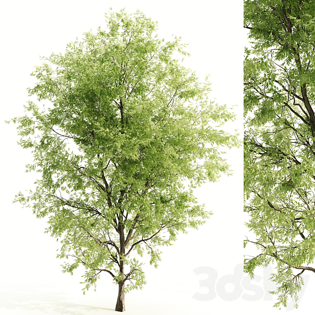ash tree 3D Max - 3DMAXTER